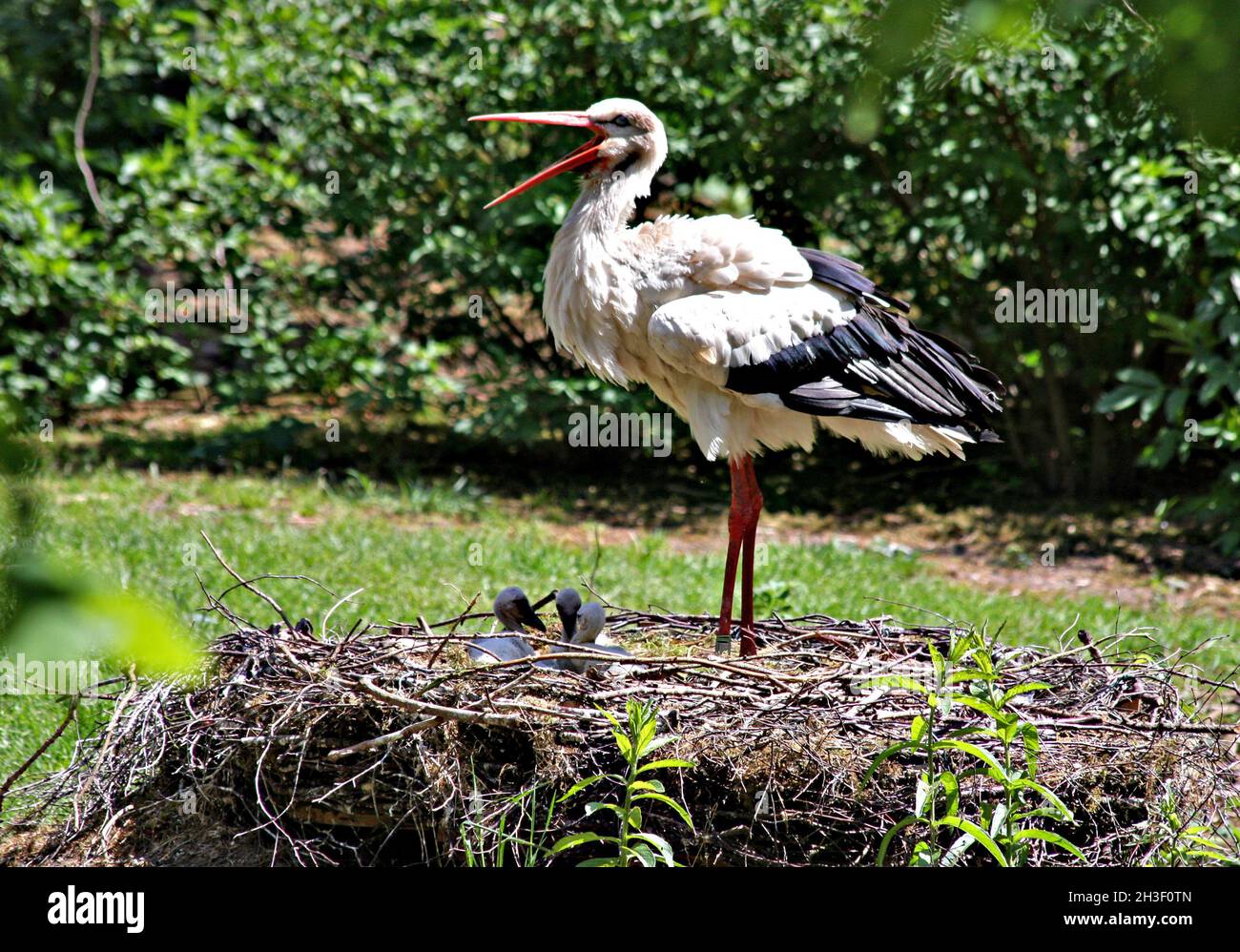 Stork with offspring Stock Photo - Alamy