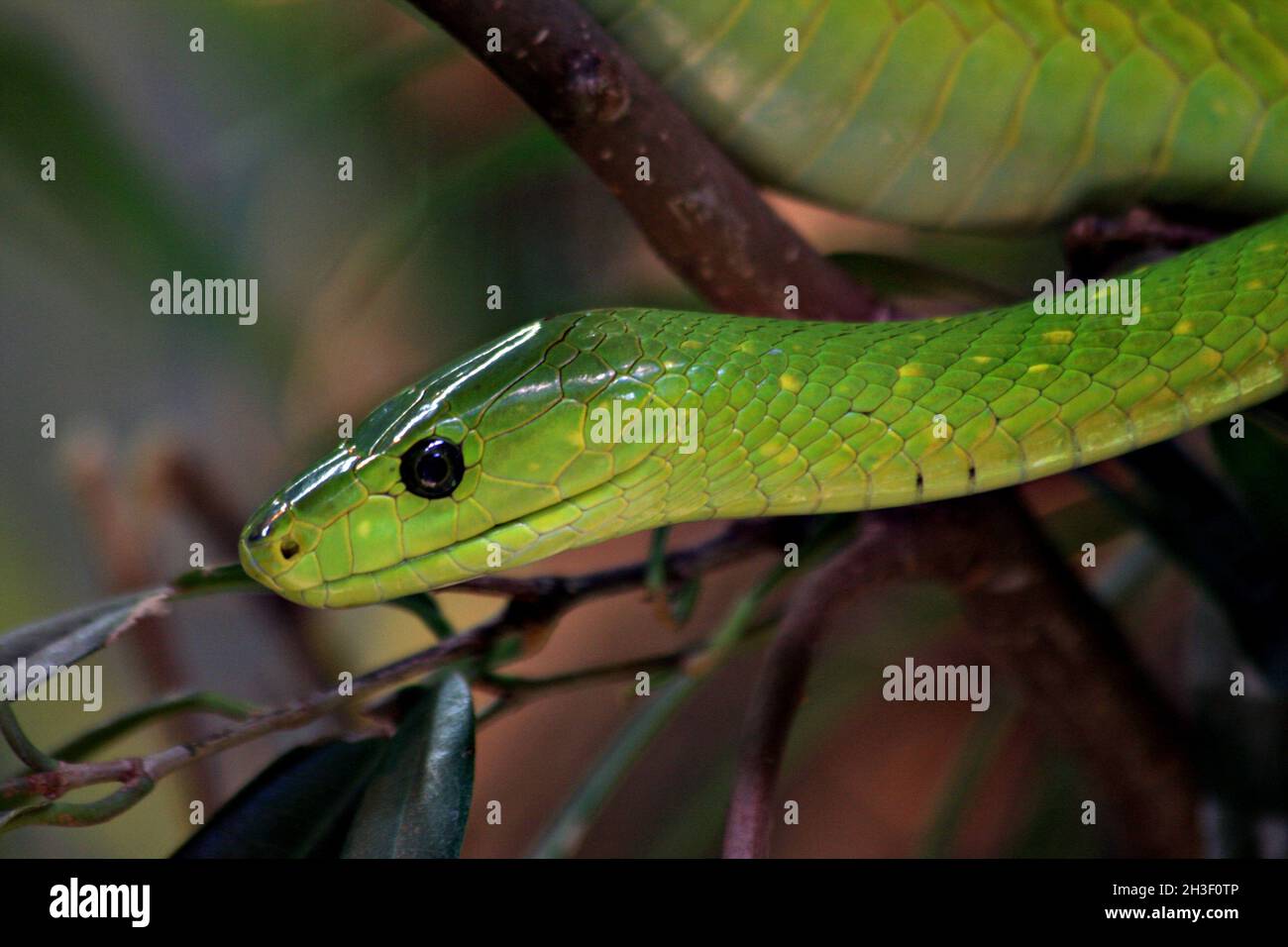 Mamba hi-res stock photography and images - Alamy