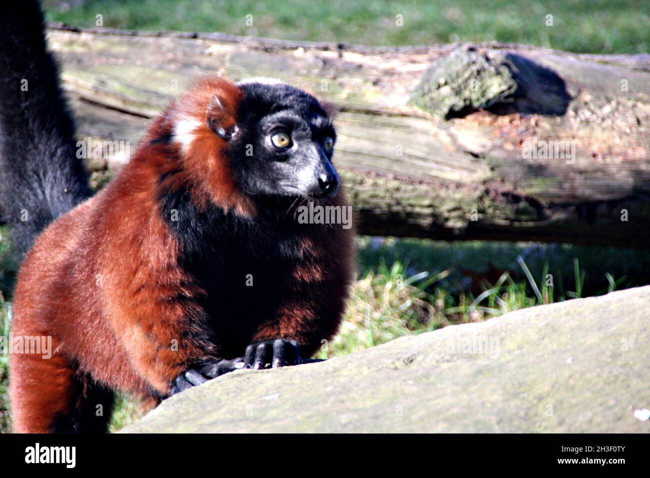 Varis hi-res stock photography and images - Alamy