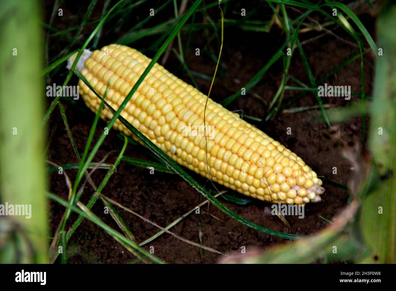 Corn fruit hi-res stock photography and images - Alamy
