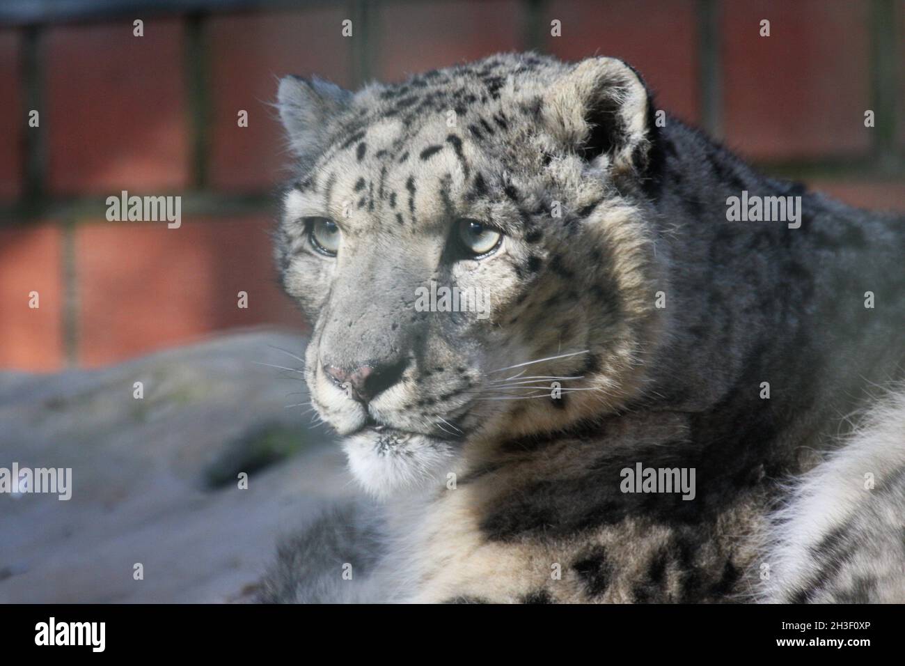 Snowleopard hi-res stock photography and images - Alamy