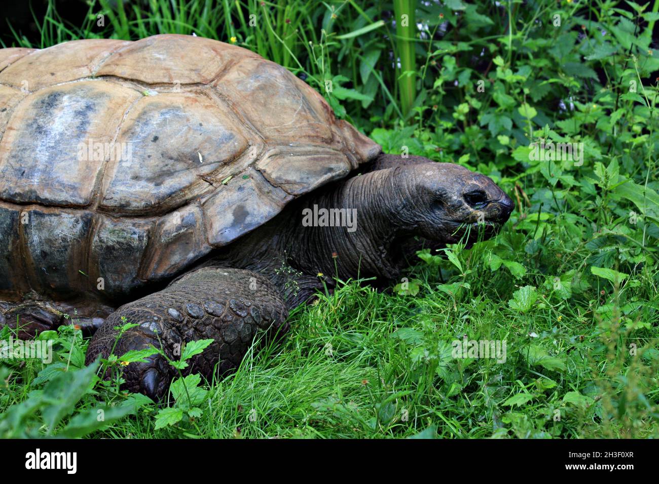 Seychellesturtle hi-res stock photography and images - Alamy