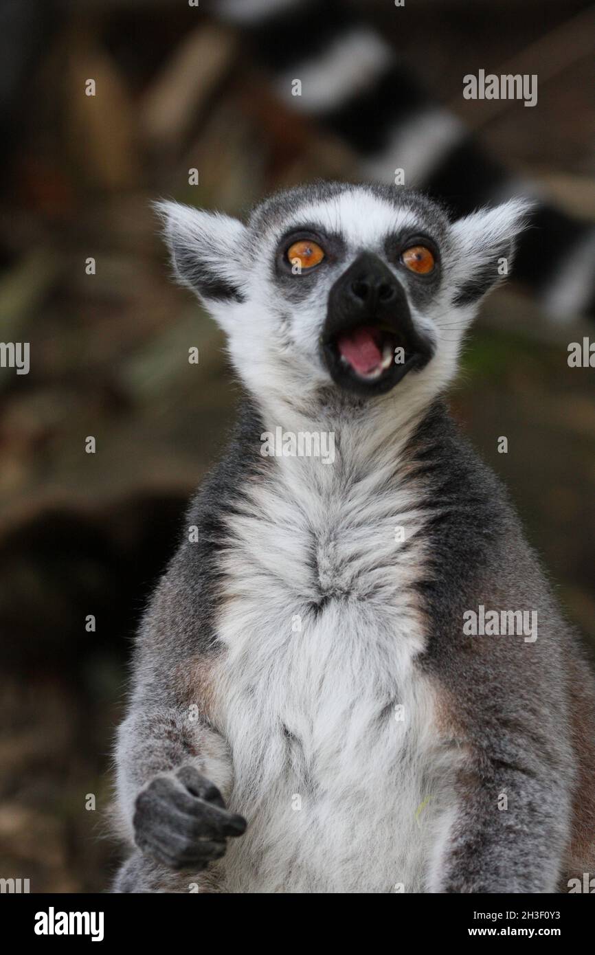 Katta portrait hi-res stock photography and images - Alamy