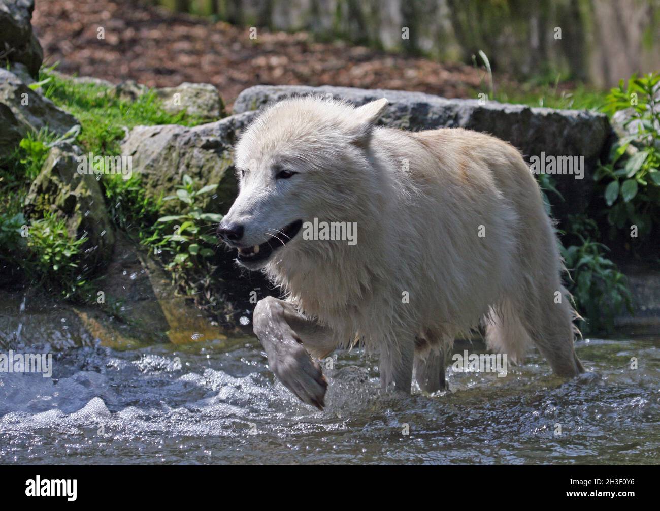 Polarwolf High Resolution Stock Photography and Images - Alamy