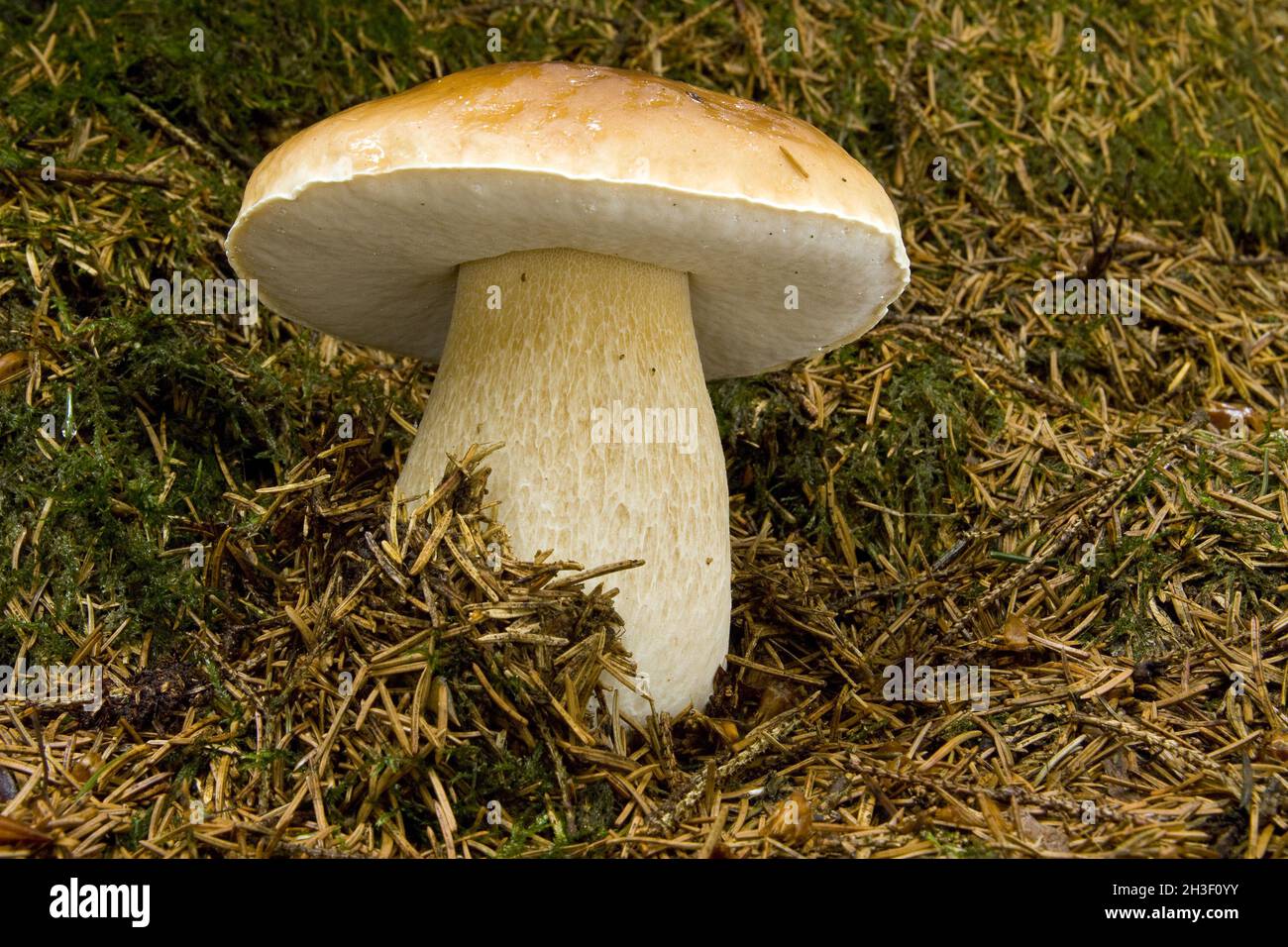 King Bolete - Boletus Edulis Stock Photo - Alamy