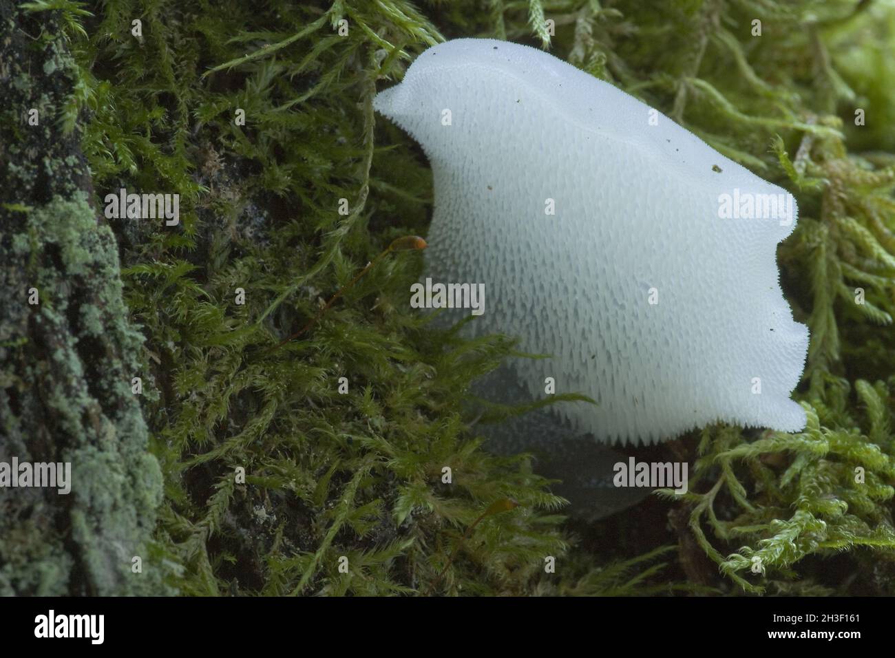 Ice Mushroom - Pseudohydnum gelatinosum Stock Photo - Alamy