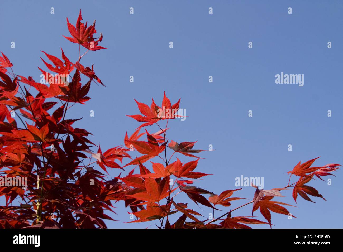 Red downy japanese maple Stock Photo - Alamy