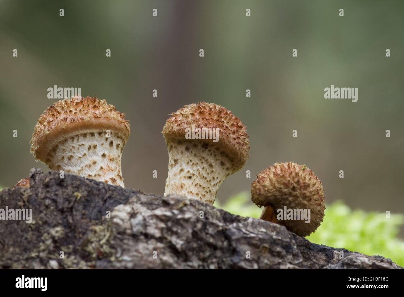 Hallimasch hi-res stock photography and images - Alamy