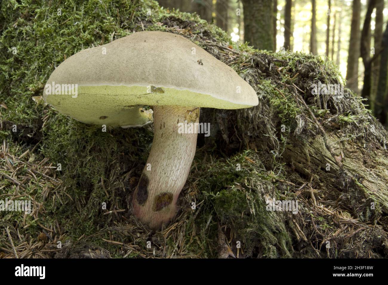 Calopus mushrooms hi-res stock photography and images - Alamy