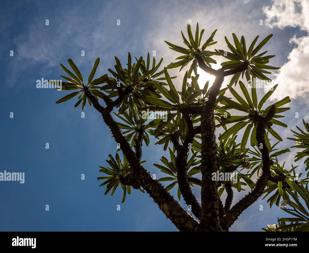 Low angle view of Madagascar palm the Spiky desert plant against blue ...