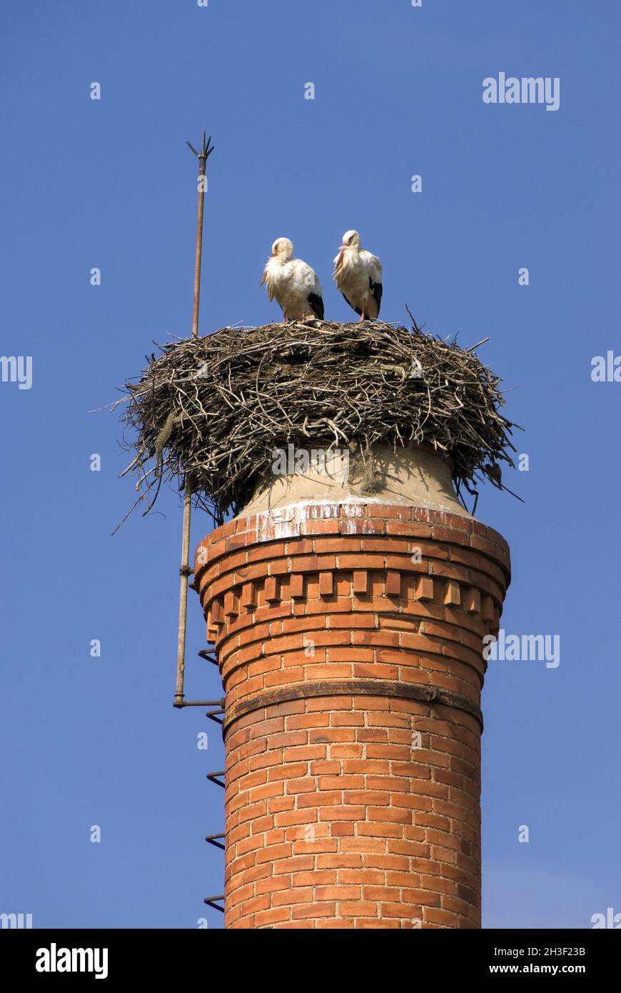 Stork pair on an old chimney Stock Photo - Alamy