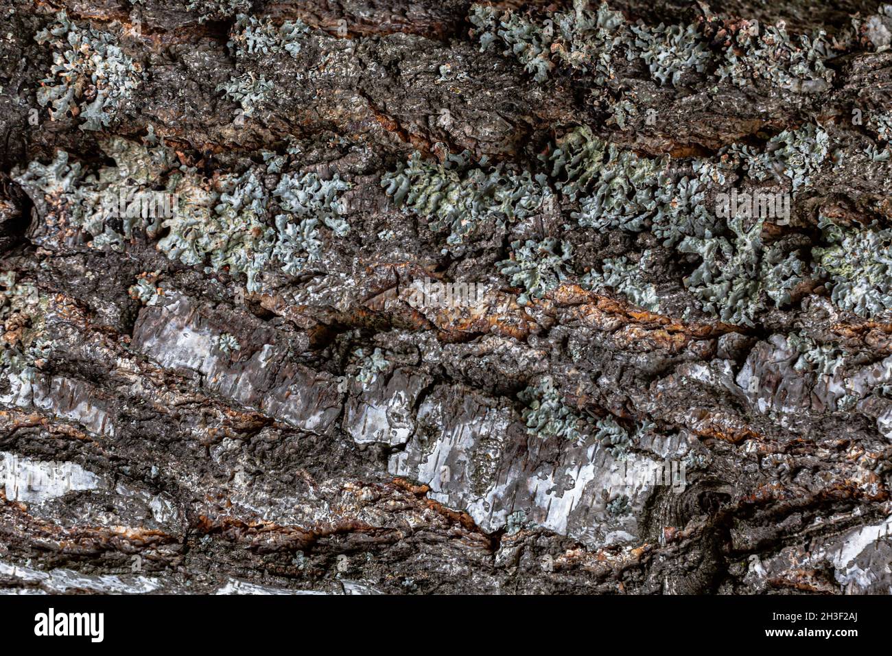 background or texture in the form of uneven tree bark. High quality ...