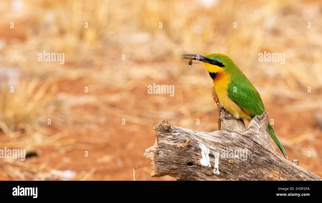 Closeup of a bee-eater bird eating bug Stock Photo - Alamy