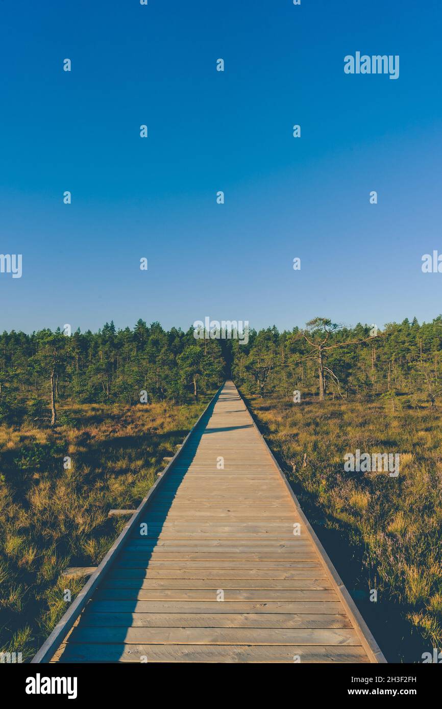 Vertical shot of a wooden path in the middle of the field Stock Photo ...