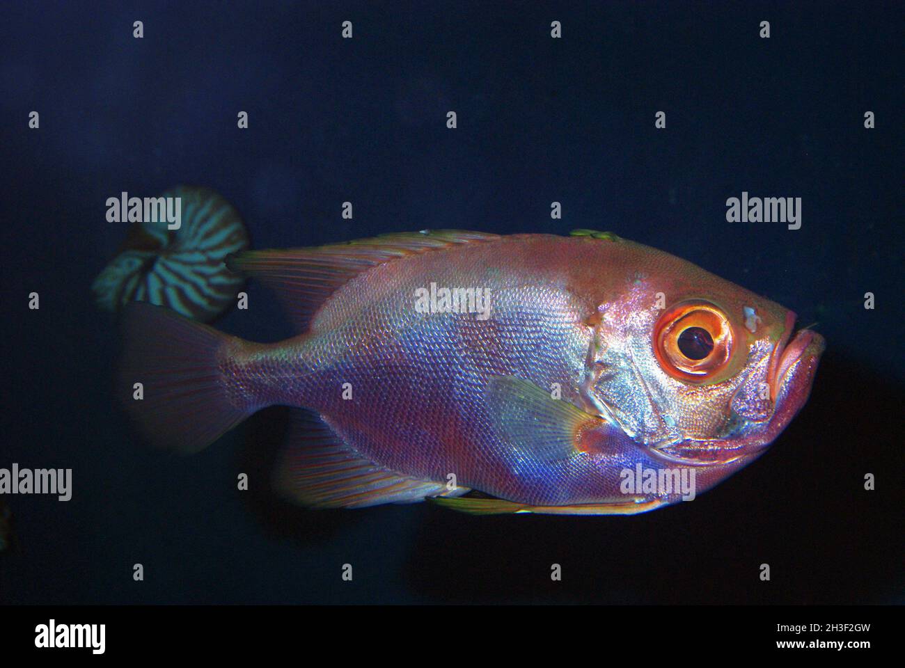 Priacanthus blochii fish tropical hi-res stock photography and images ...