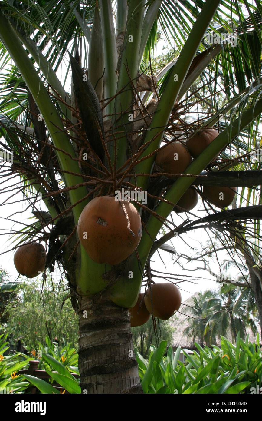 coconut tree in an orchard in vietnam Stock Photo - Alamy