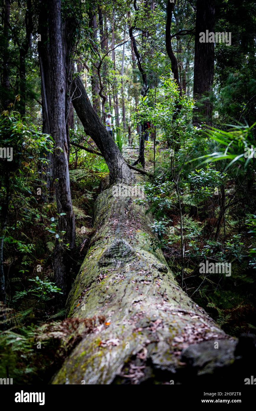 Vertical shot of old tree trunks outdoors in nature during daylight ...