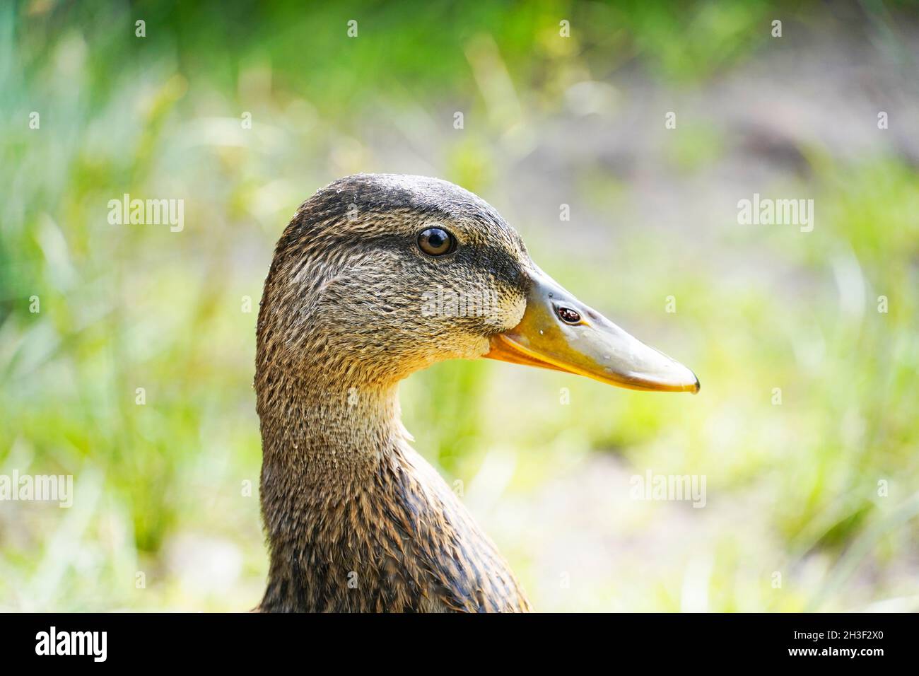 Ordinary bird hi-res stock photography and images - Alamy
