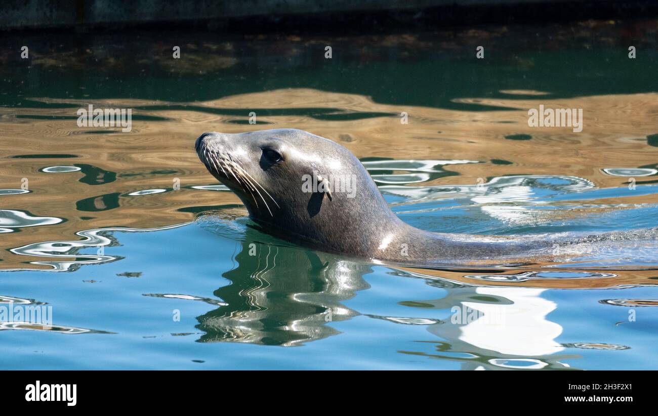 Oxnard Harbor High Resolution Stock Photography and Images - Alamy