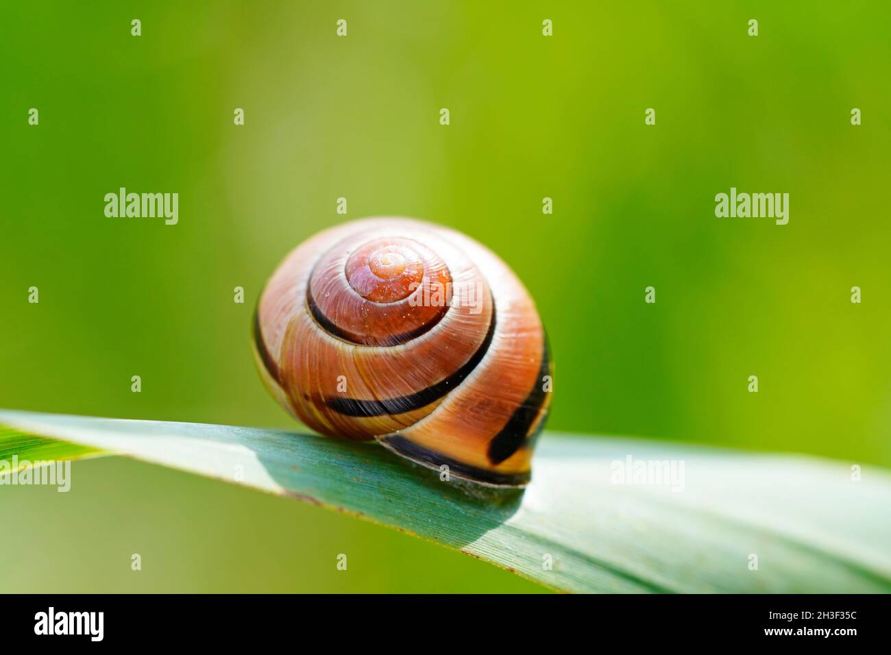 Garden cepaea, Cepaea hortensis. Close up of snail shell in natural ...