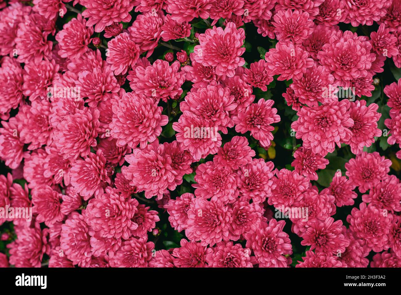 Pink chrysanthemum flowers from above view. Beautiful chrysanthemums ...