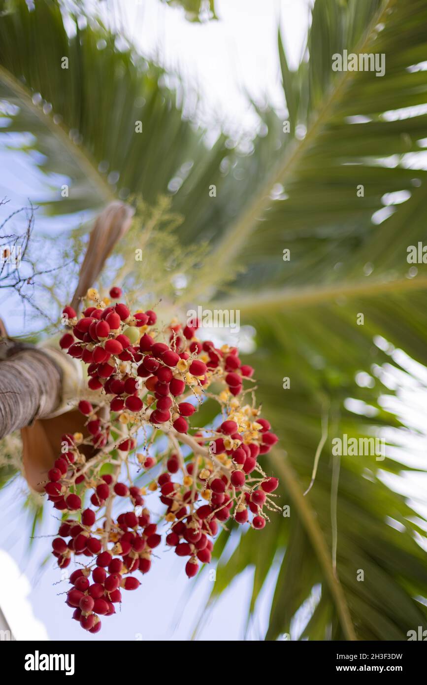 Fruit of fox tail palm with green leaves. Selective focus Stock Photo ...