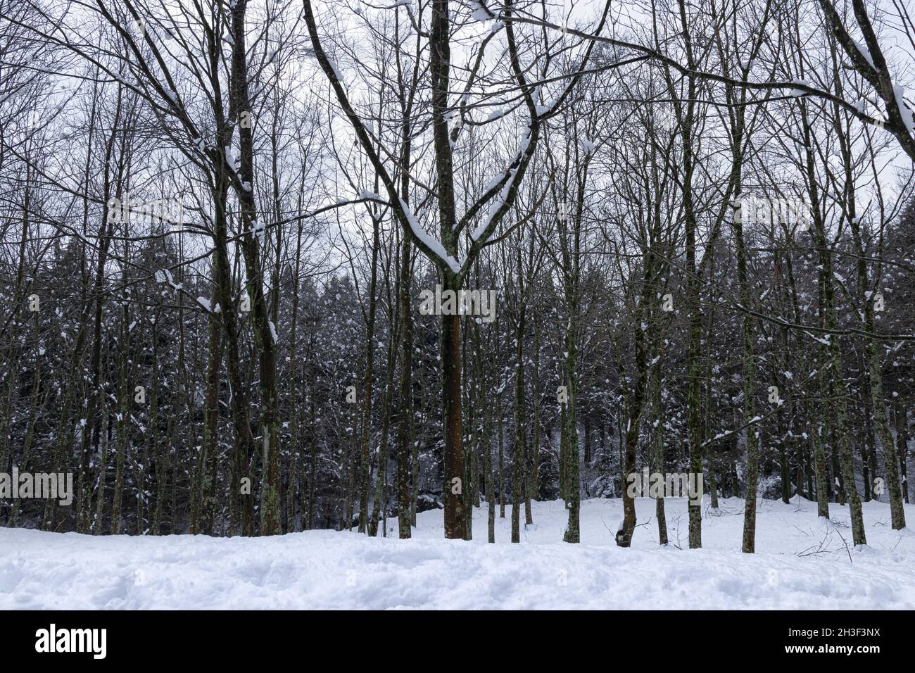 Scenery of a snowy conifer forest on a gloomy winter day Stock Photo ...