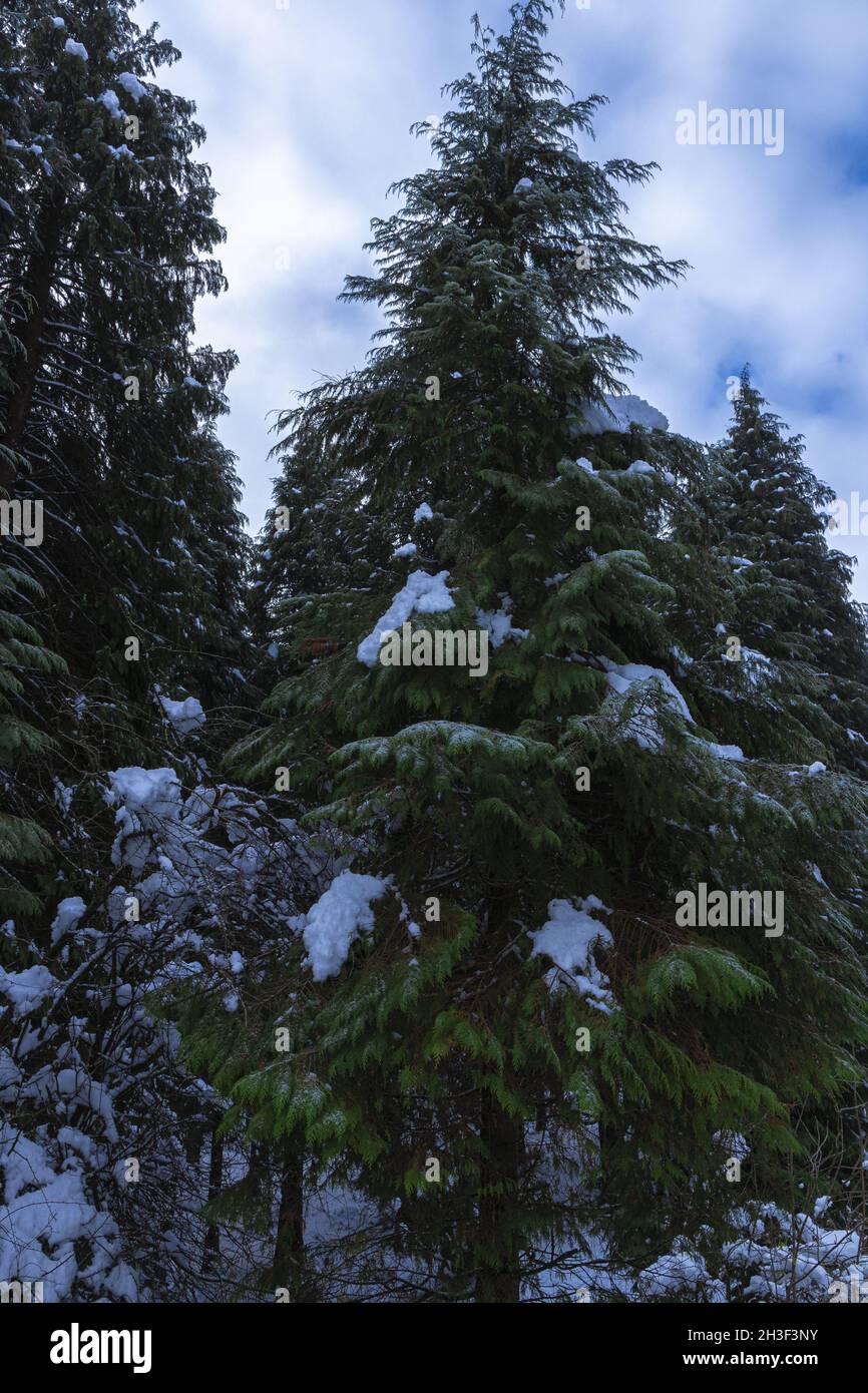 Vertical shot of snowy conifers on a cloudy winter day Stock Photo - Alamy