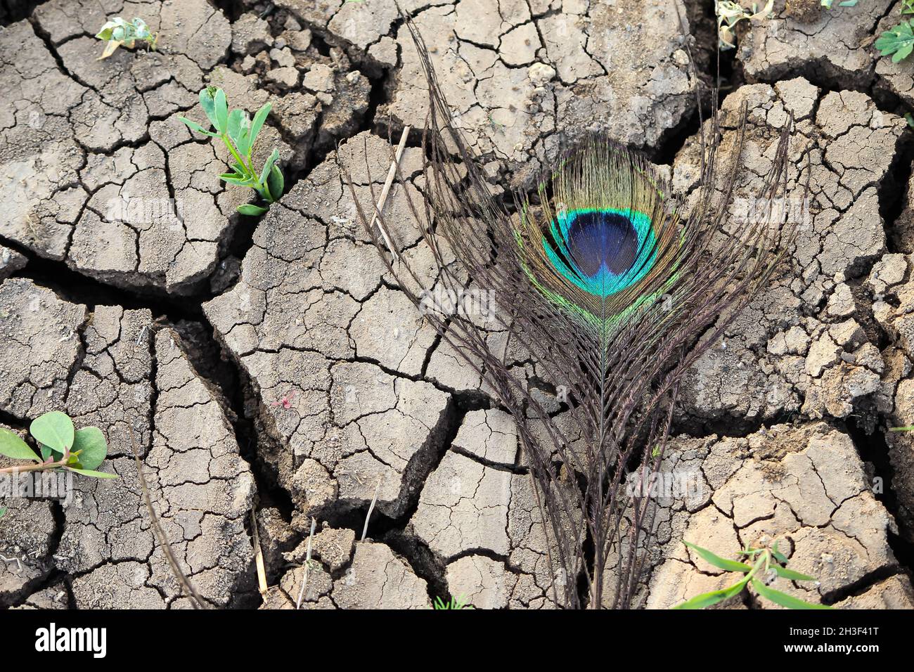 Peacock's feather on the rough cracked ground surface Stock Photo - Alamy