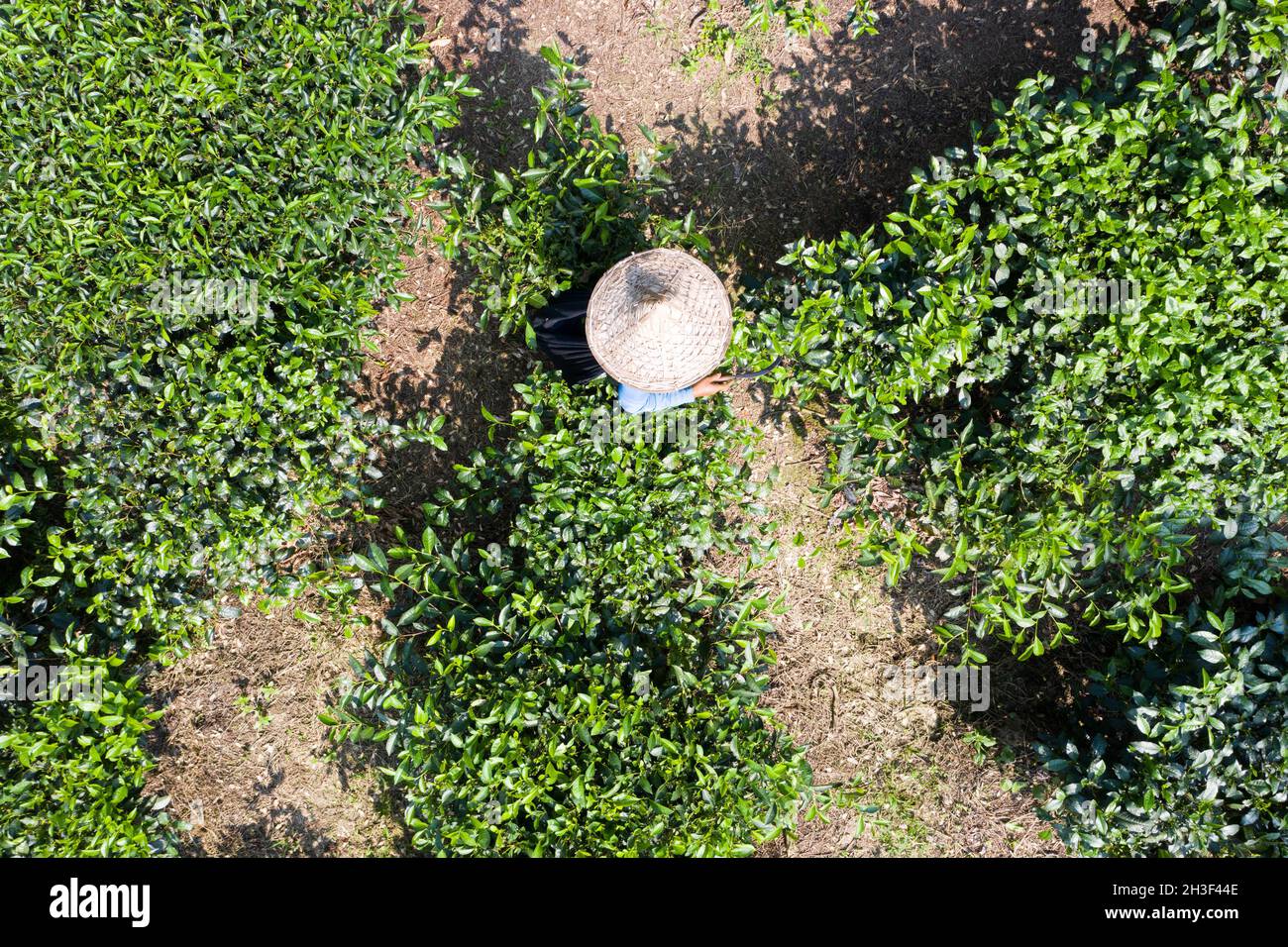 Tea state hi-res stock photography and images - Alamy