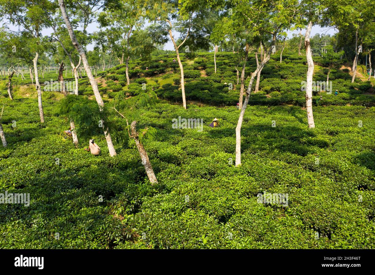 Tea state hi-res stock photography and images - Alamy