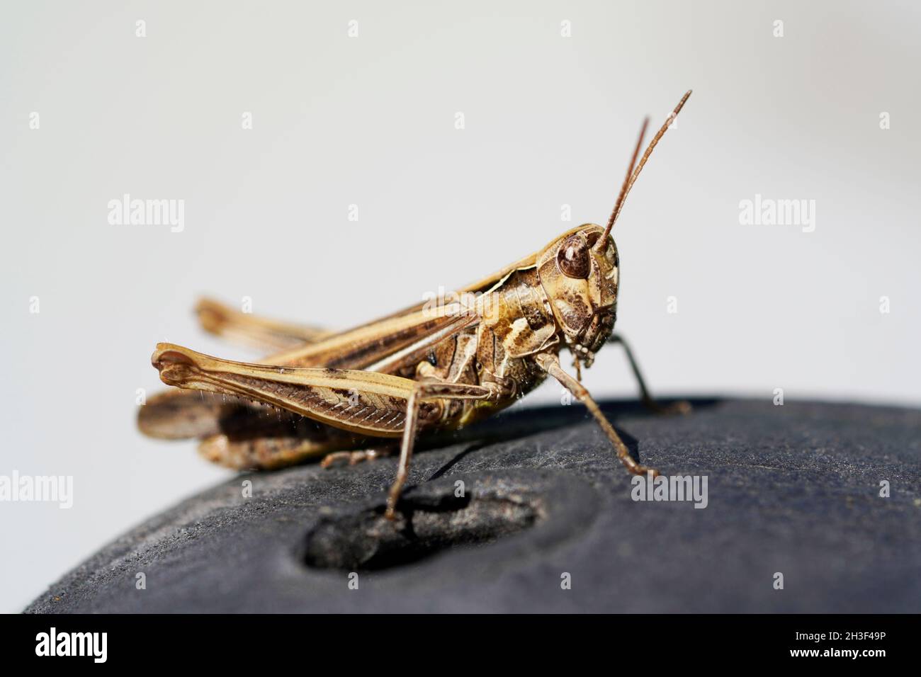 Brown grasshopper. Insect in a detailed close-up from the side ...