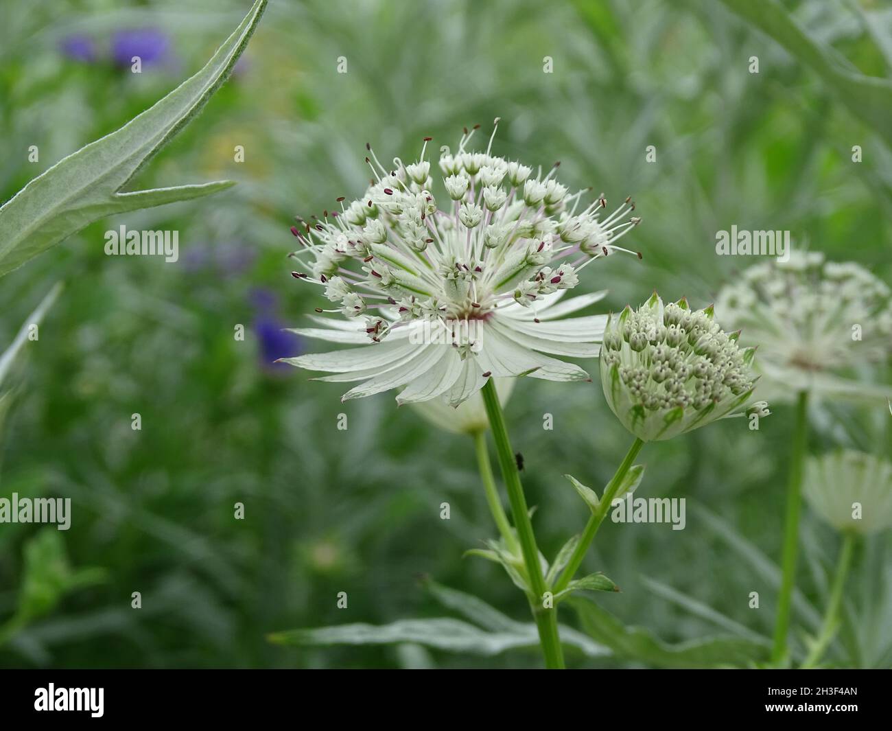 Closeup of Astrantia major, the great masterwort Stock Photo - Alamy