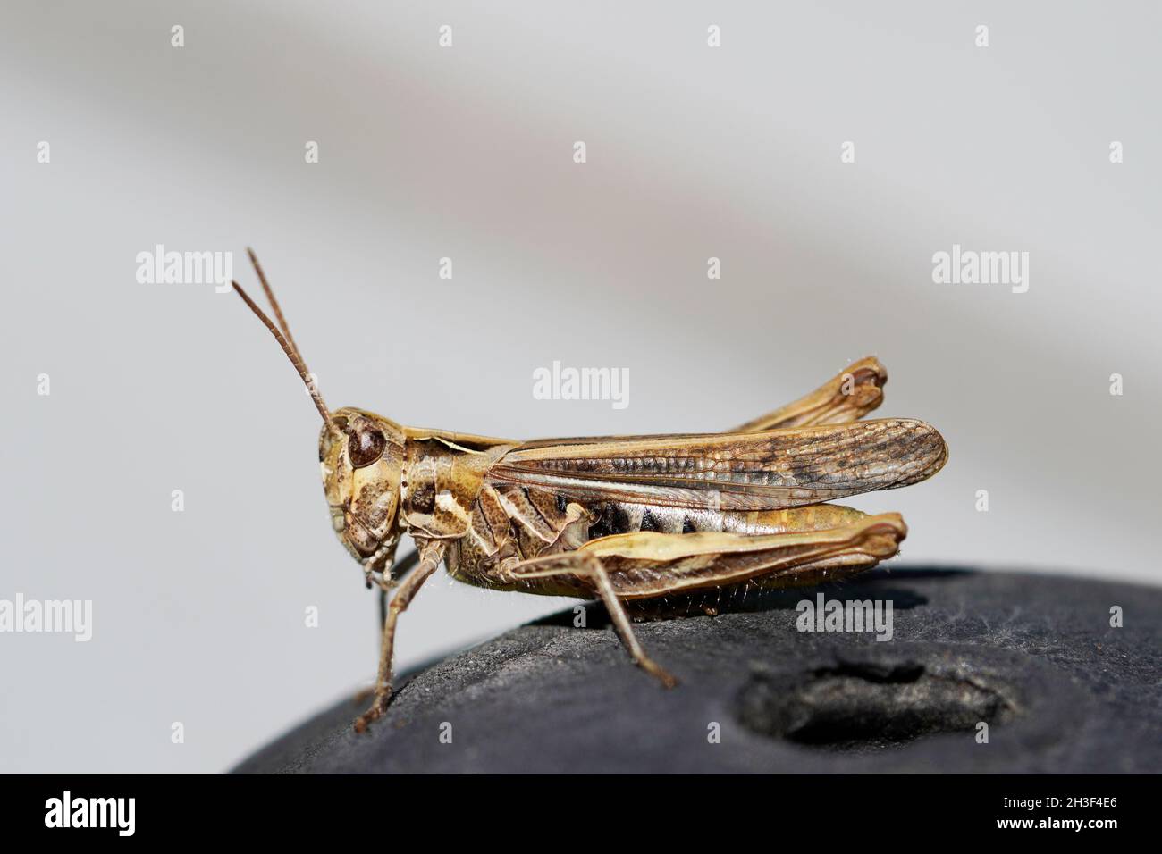 Brown grasshopper. Insect in a detailed close-up from the side ...