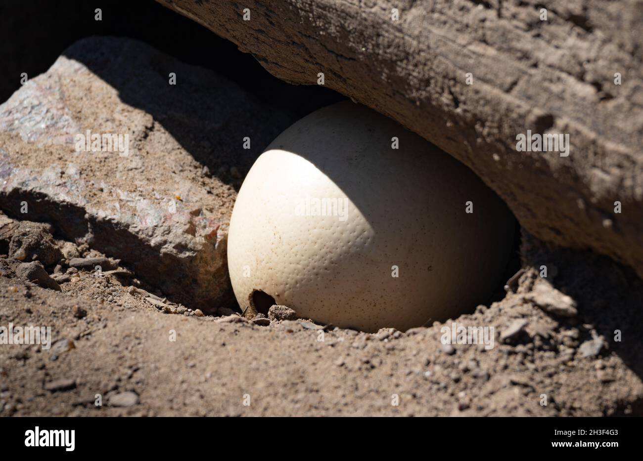 Egg under a hi-res stock photography and images - Alamy