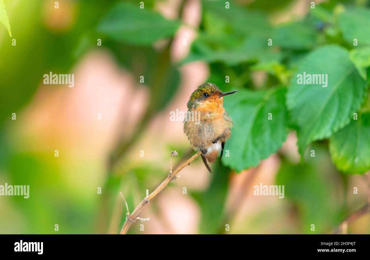 Tiny fluffy female Tufted Coquette hummingbird, Lophornis ornatus ...