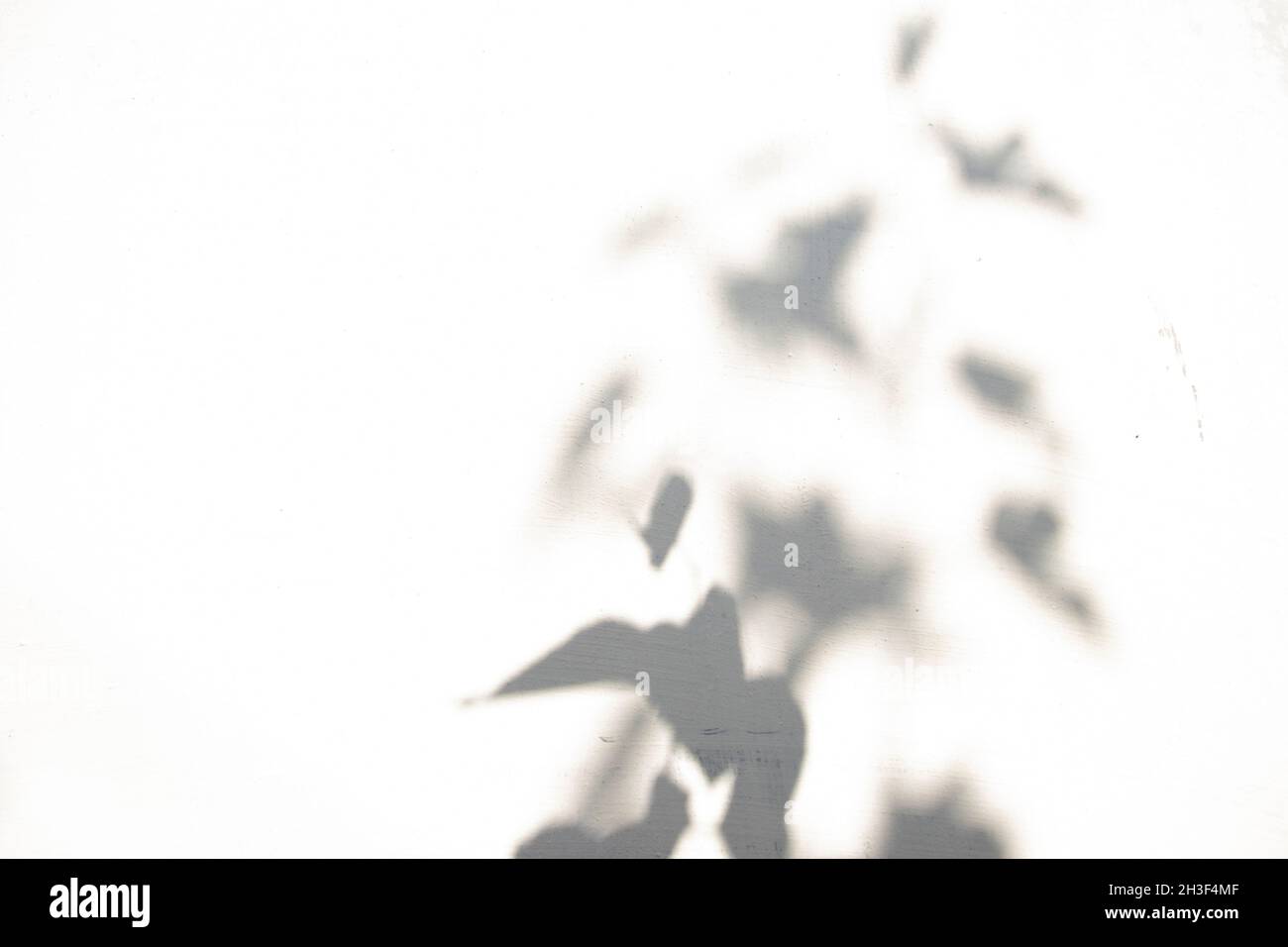 Leaves shadow with harsh light on an old cracked, plastered wall. Hard ...