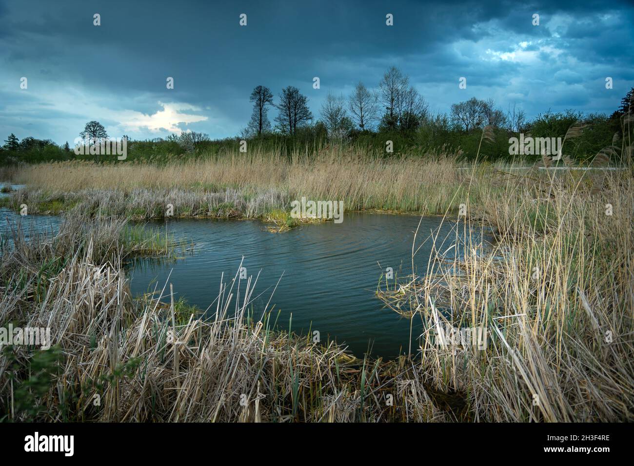 Pond grass nature reflection reeds hi-res stock photography and images ...