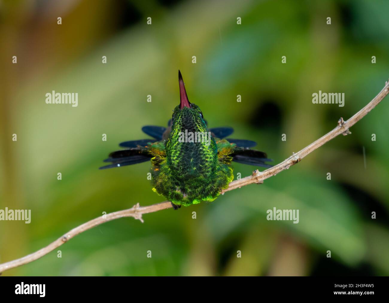 Copper-rumped hummingbird, Amazilia tobaci, bathing and preening in a ...