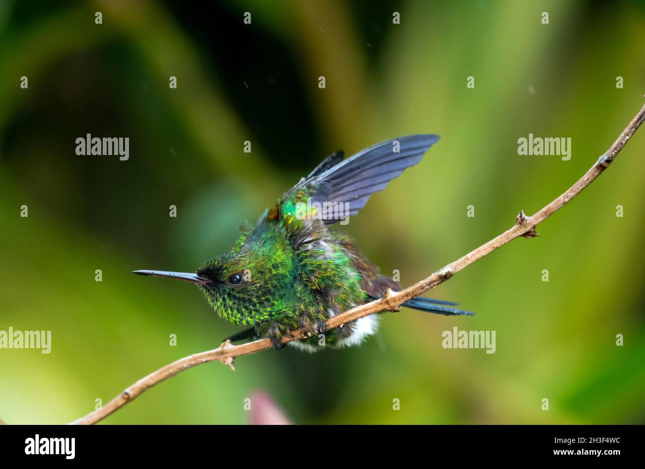 Copper-rumped hummingbird, Amazilia tobaci, preening and stretching and ...