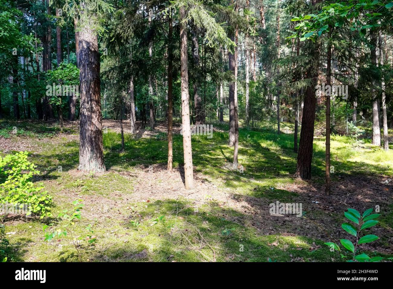 A forest that grows in Poland near the village that is known as Wilga ...