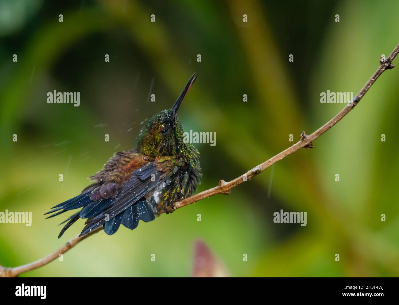 Copper-rumped hummingbird, Amazilia tobaci, bathing in the rain and ...