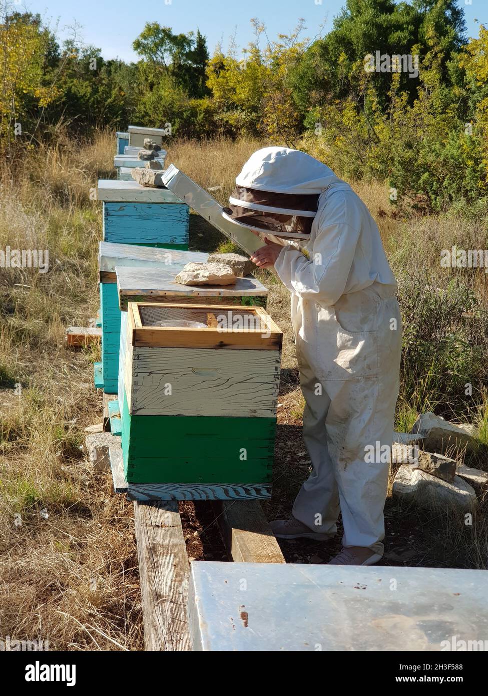 Beekeeper collecting honey in a rural area Stock Photo - Alamy