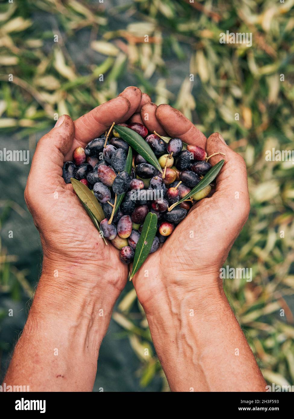Olives olive oil greece hi-res stock photography and images - Alamy