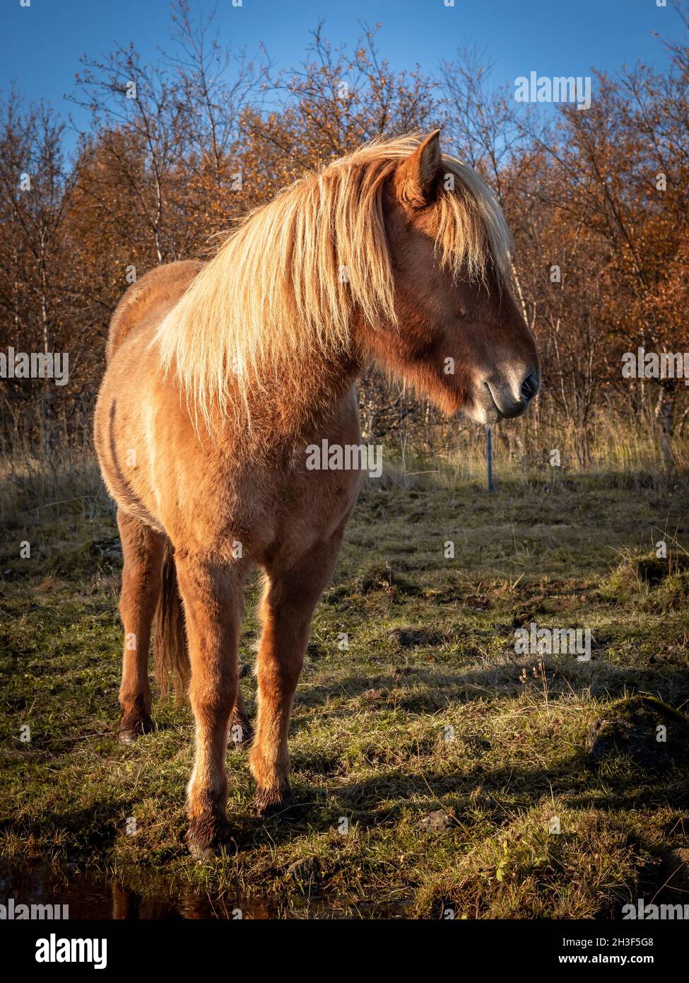Chestnut coloured pony hi-res stock photography and images - Alamy