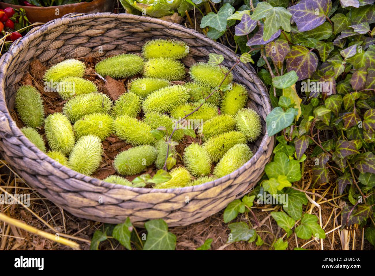 There are a lot of hairy cucumbers in a wicker basket Stock Photo - Alamy