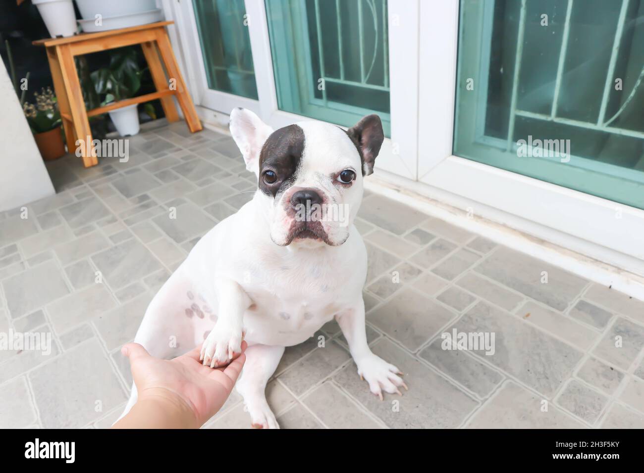 French bulldog or tame dog ,hand up dog at home Stock Photo - Alamy