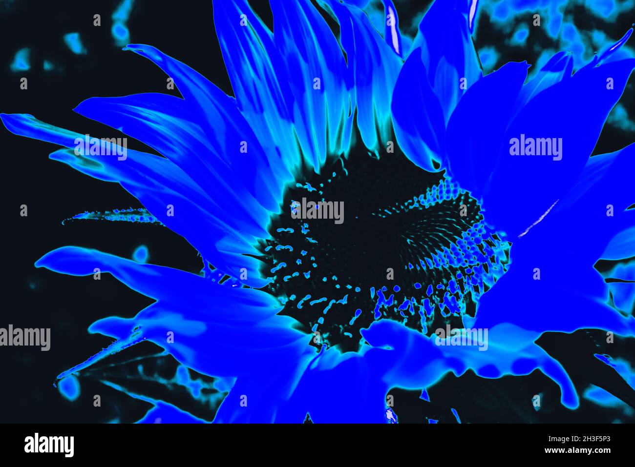 Sunflower crop hi-res stock photography and images - Alamy