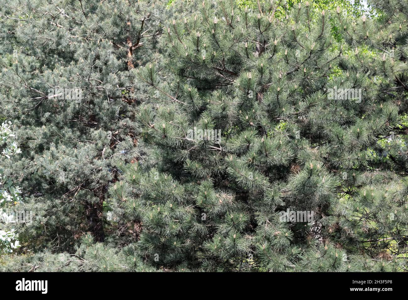 Spikes of conifers create a natural background Stock Photo - Alamy