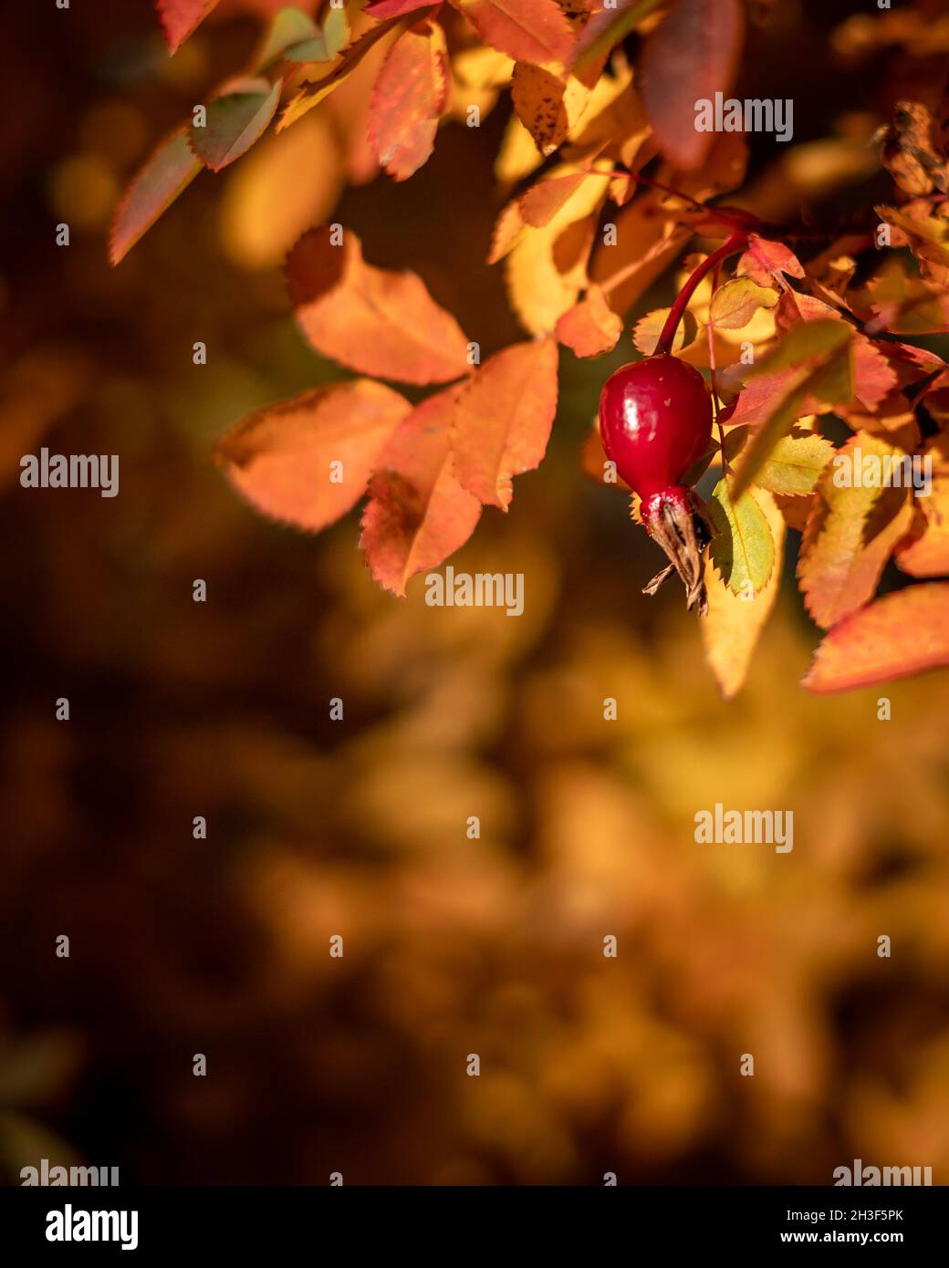 Rose hip tree hi-res stock photography and images - Alamy